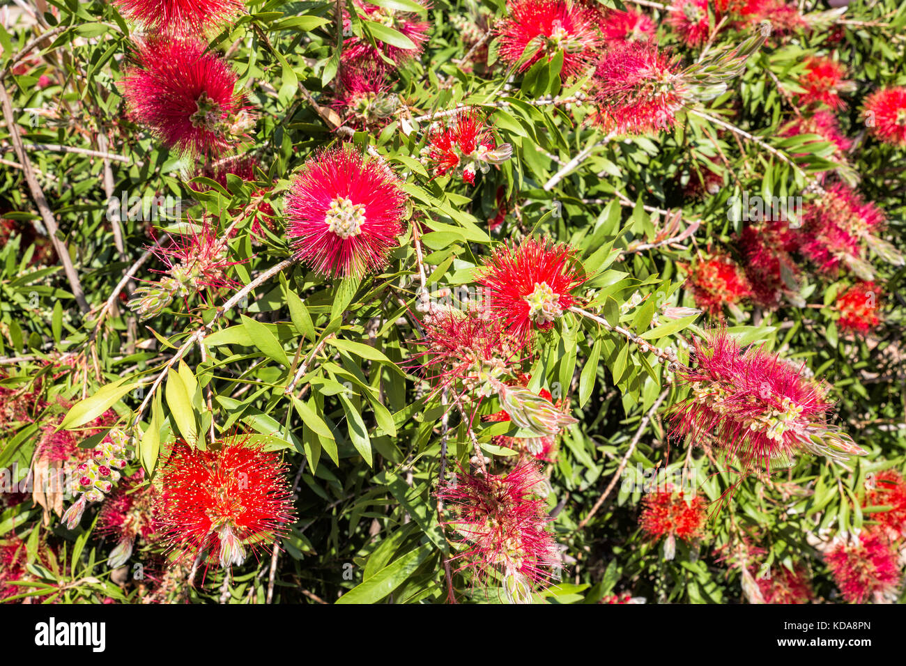 Callistemons hi-res stock photography and images - Alamy