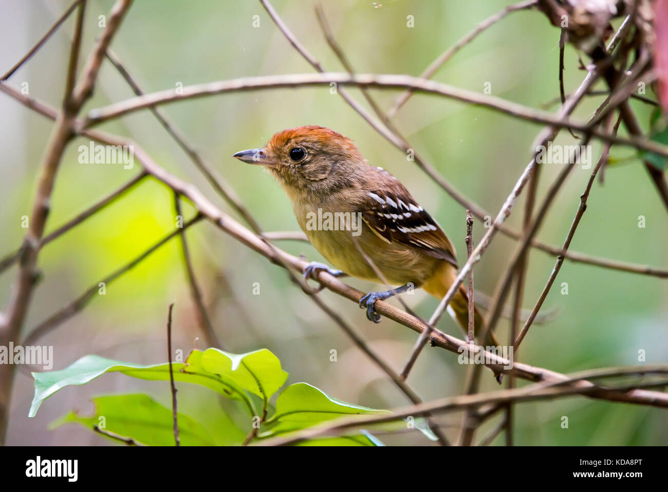 Choca de sooretama hi-res stock photography and images - Alamy