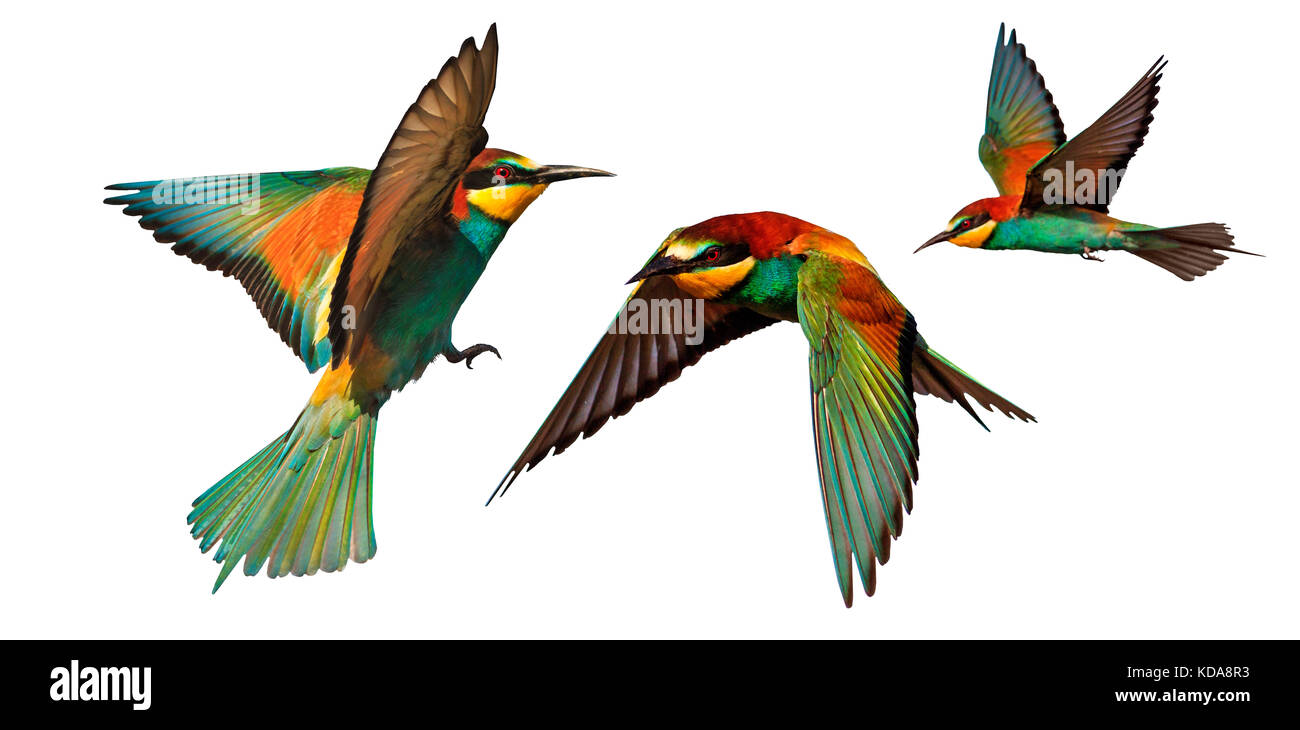 set of color birds in flight isolated on a white background Stock Photo ...