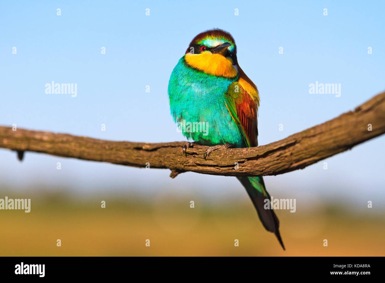 Colorful plumage hi-res stock photography and images - Alamy