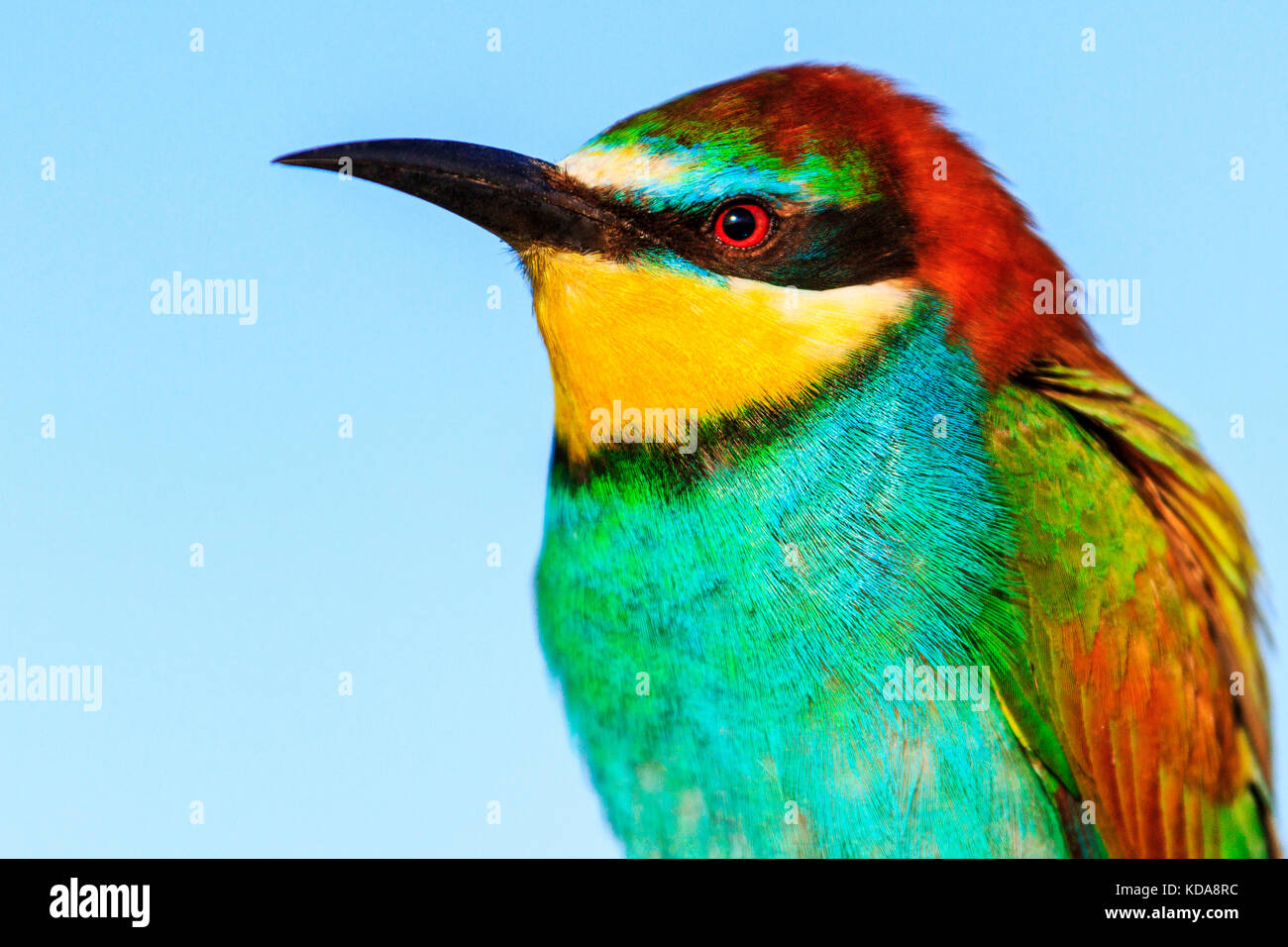 European bee eater with a metallic reflection on the feathers Stock ...