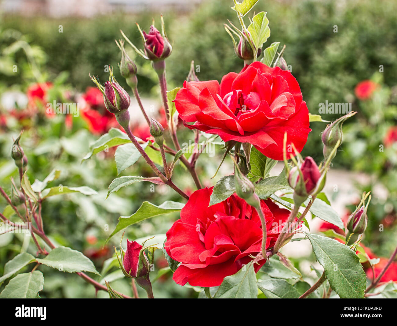 Pretty rose blooming botanic hi-res stock photography and images - Alamy