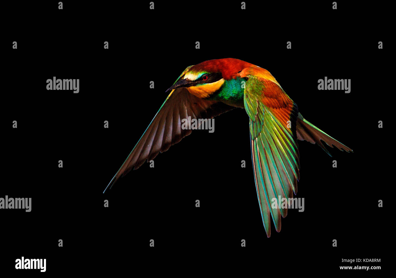 exotic flying bird is isolated on a black background Stock Photo - Alamy