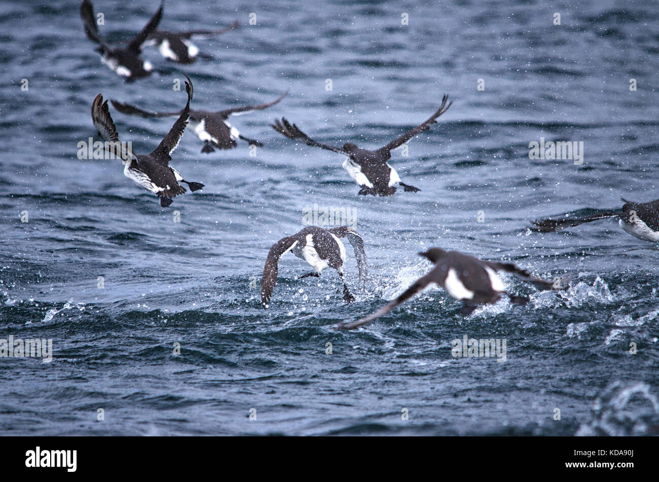 Guillemots in Flight Stock Photo - Alamy