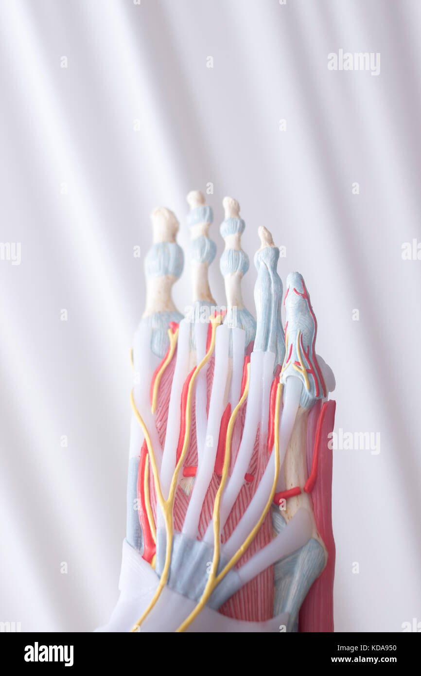 Human foot toes medical teaching model showing bones ligaments tendons ...