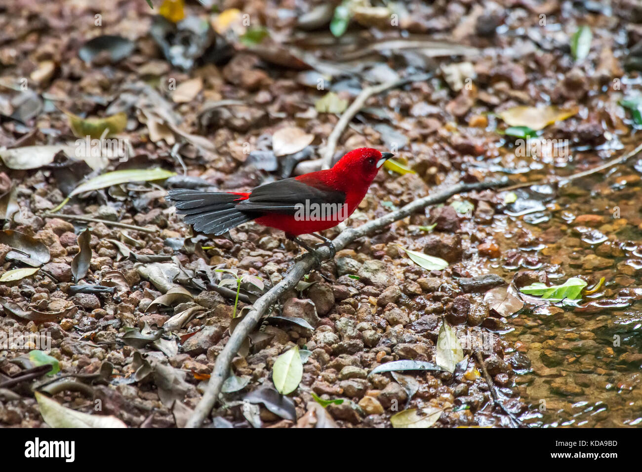 "Tiê-sangue (Ramphocelus bresilius) fotografado em Linhares, Espírito ...