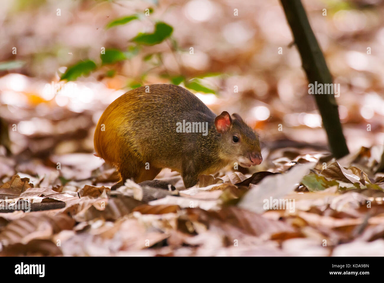 "Cutia (Dasyprocta leporina) fotografado na Fazenda Cupido e Refúgio ...