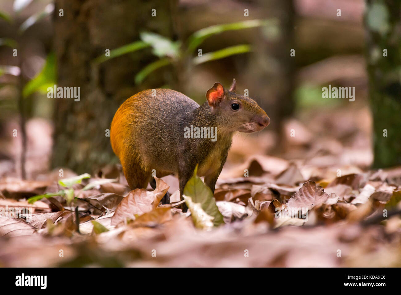 "Cutia (Dasyprocta leporina) fotografado na Fazenda Cupido e Refúgio ...