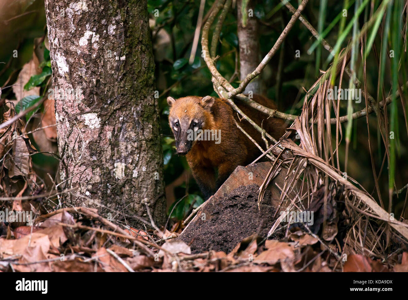 Quati de cauda anelada hi-res stock photography and images - Alamy