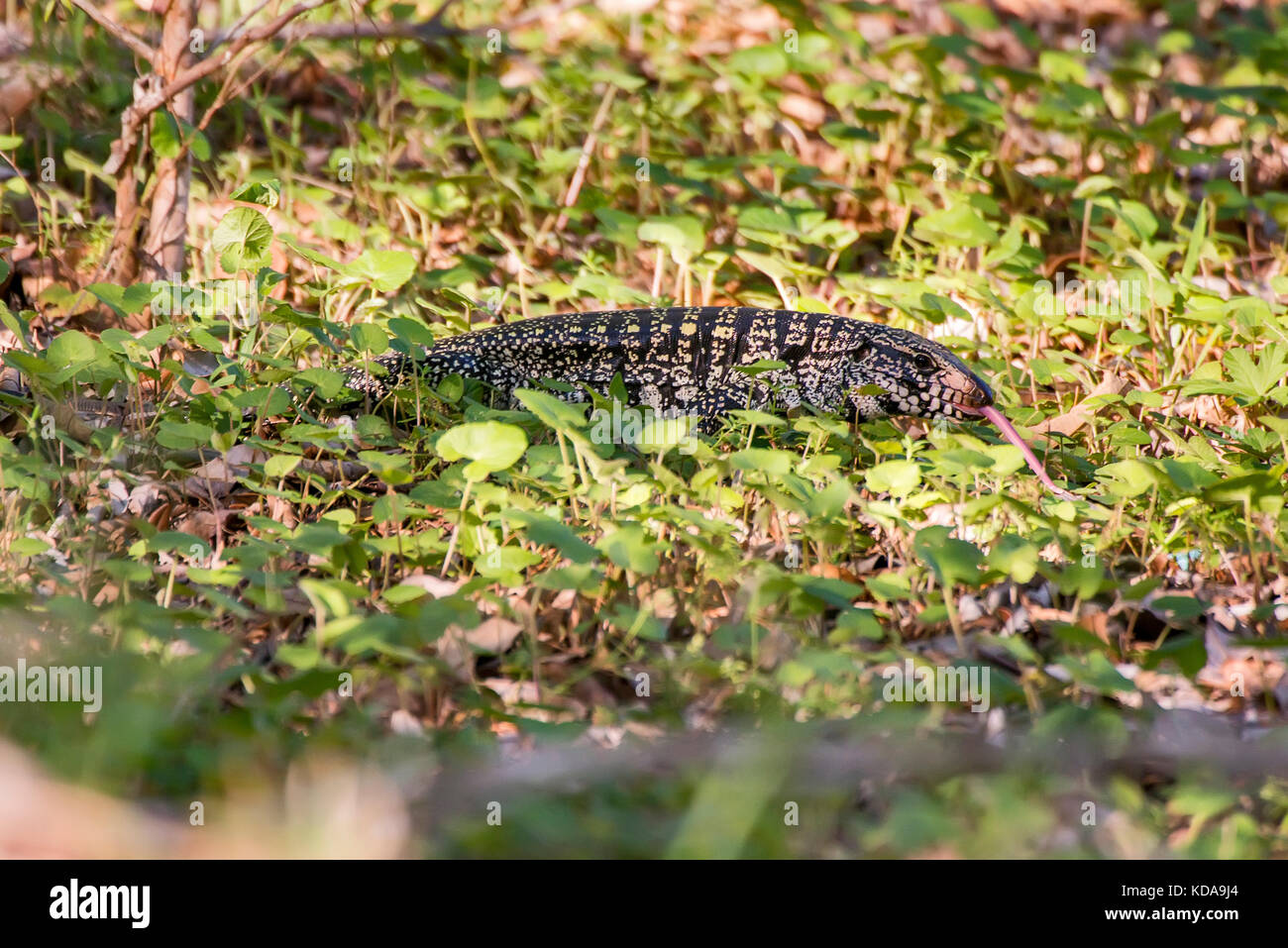 "Teiú (Salvator merianae) fotografado em Linhares, Espírito Santo ...