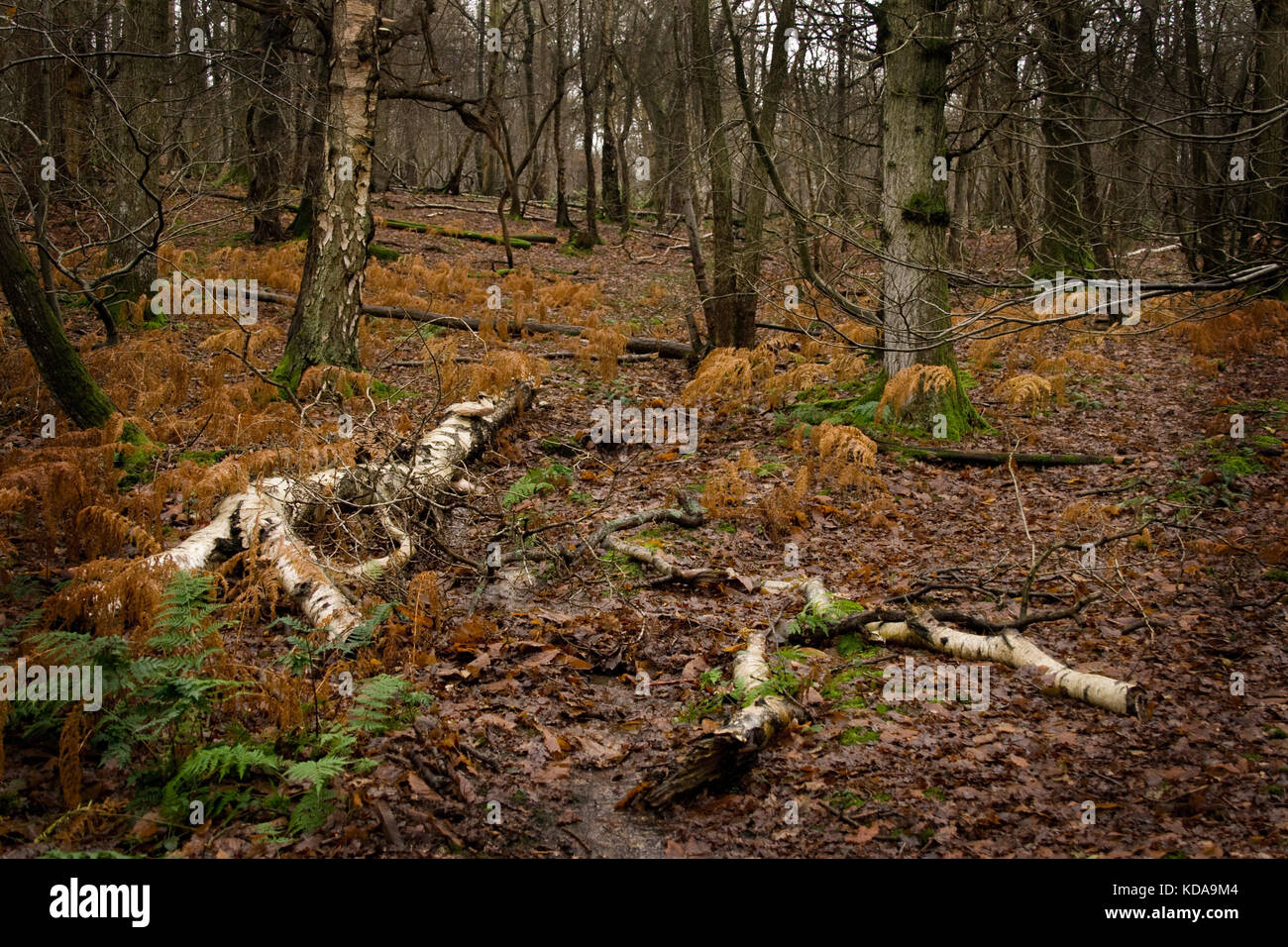 Dead birch trees in the Ashdown Forest, England Stock Photo - Alamy