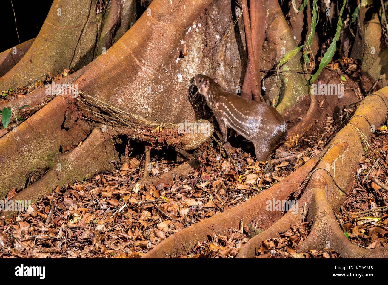 "Paca (Cuniculus paca) fotografado em Linhares, Espírito Santo ...