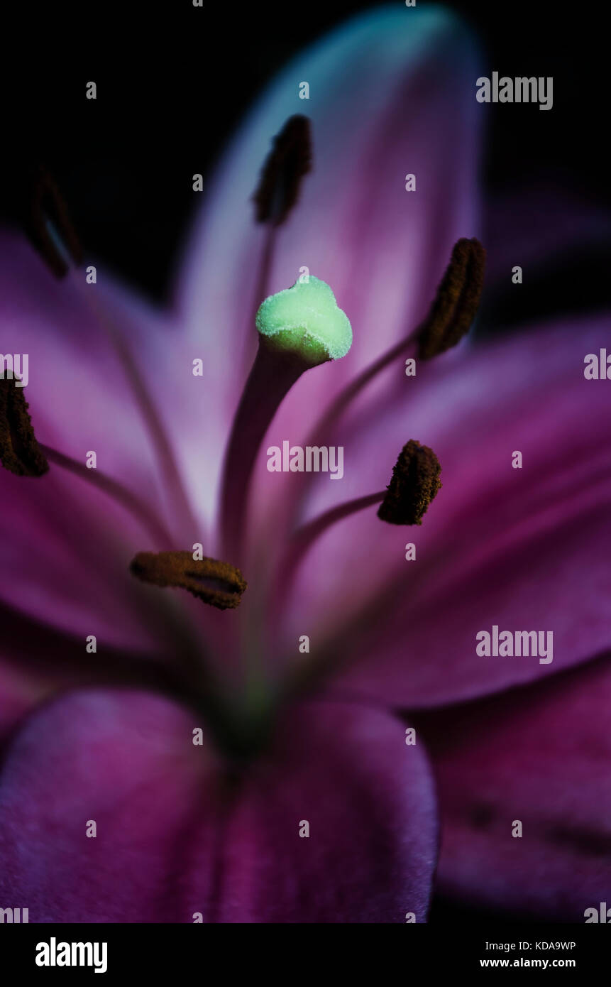 Floral shot of Lily Stock Photo - Alamy