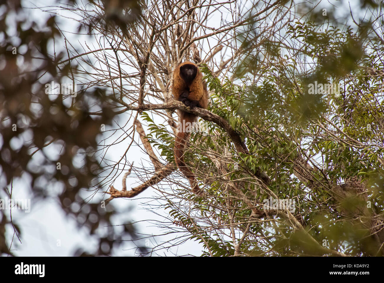 Callicebinae hi-res stock photography and images - Alamy
