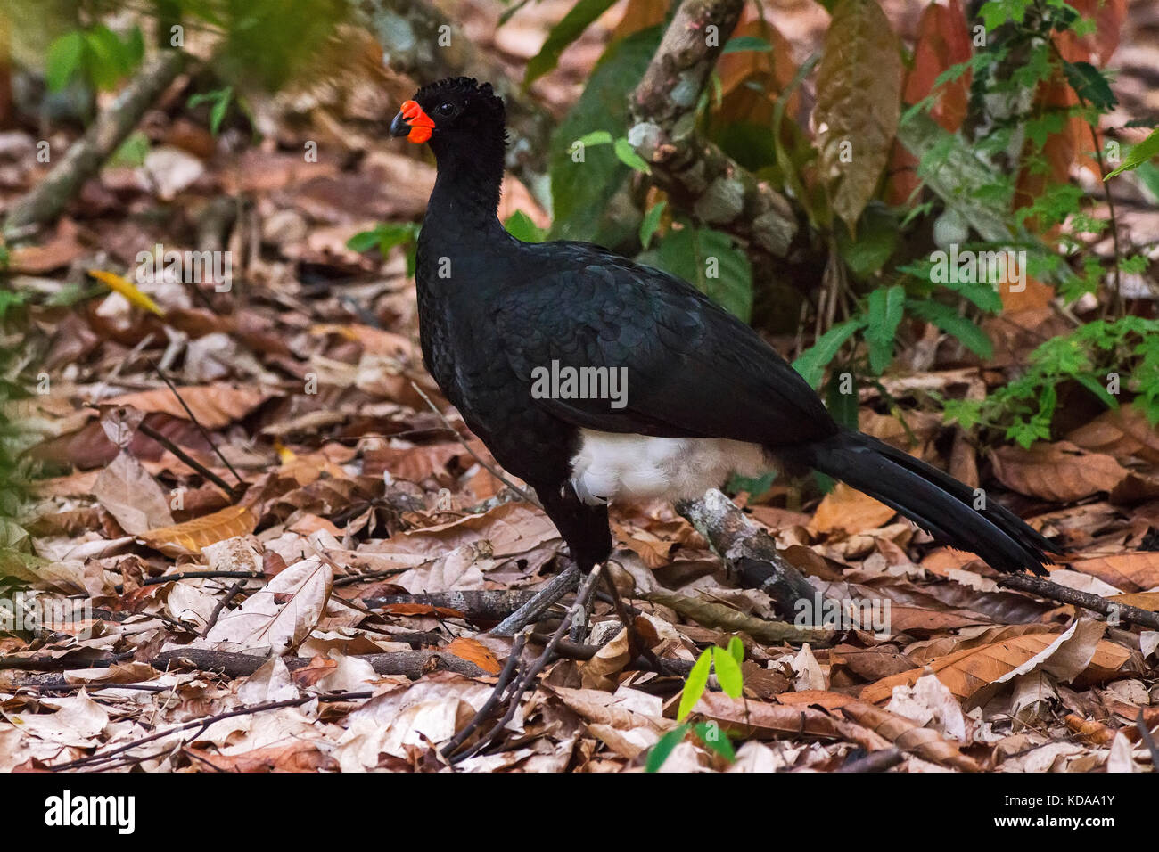 "Mutum-de-bico-vermelho Macho (Crax blumenbachii) fotografado em ...
