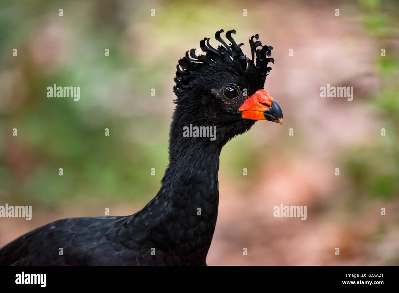 "Mutum-de-bico-vermelho Macho (Crax blumenbachii) fotografado em ...