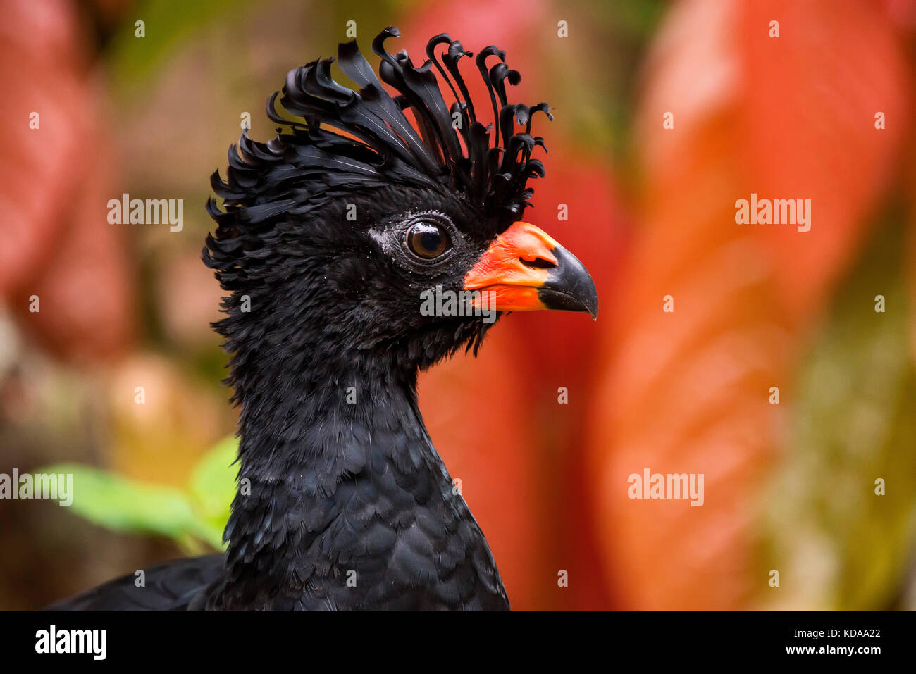"Mutum-de-bico-vermelho Macho (Crax blumenbachii) fotografado em ...