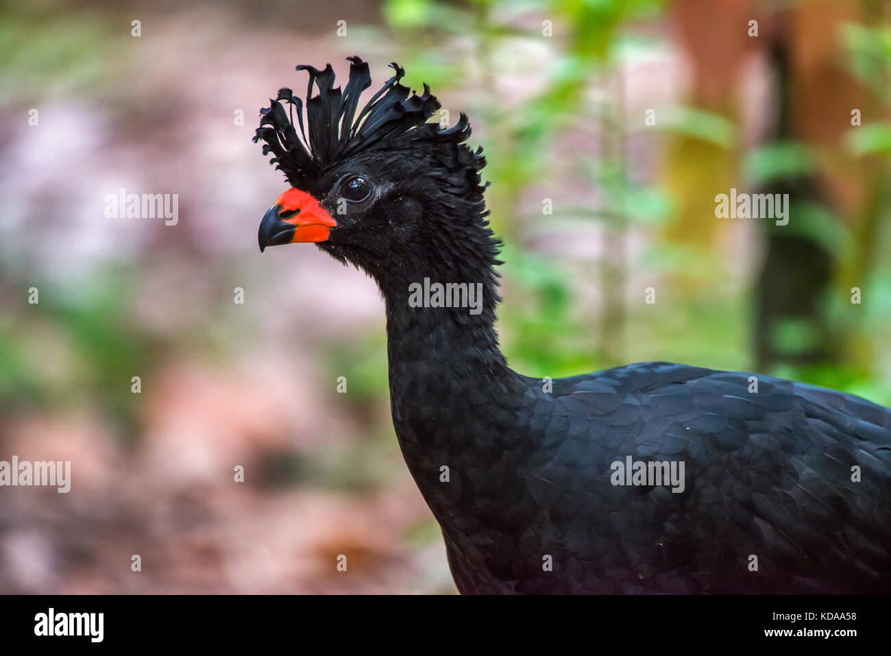 "Mutum-de-bico-vermelho Macho (Crax blumenbachii) fotografado em ...