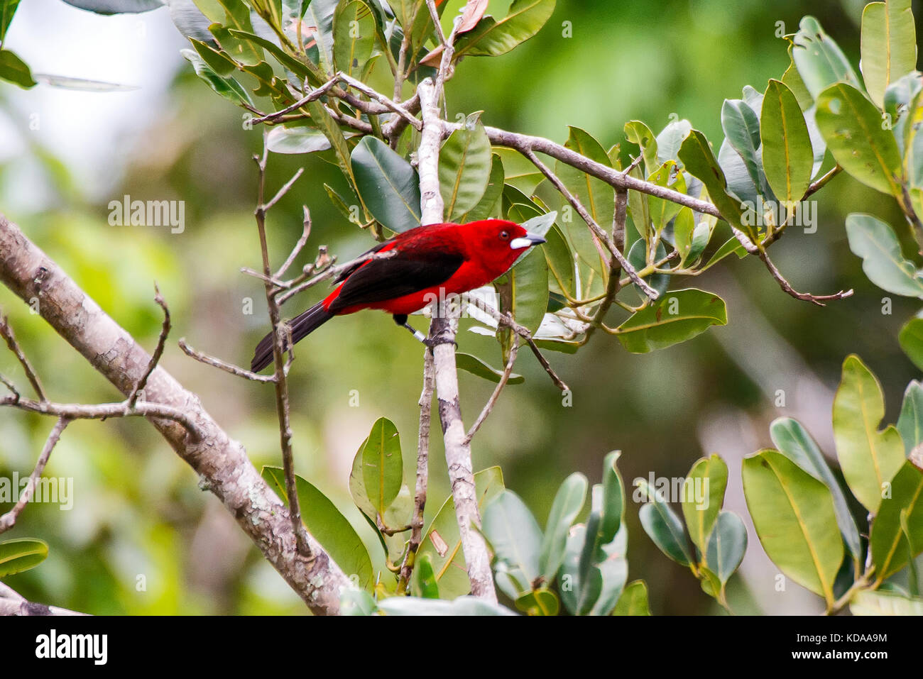 "Tiê-sangue (Ramphocelus bresilius) fotografado em Guarapari, Espírito ...