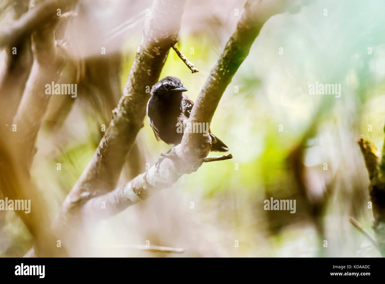 "Papa-formiga-pardo (Formicivora grisea) fotografado em Guarapari ...