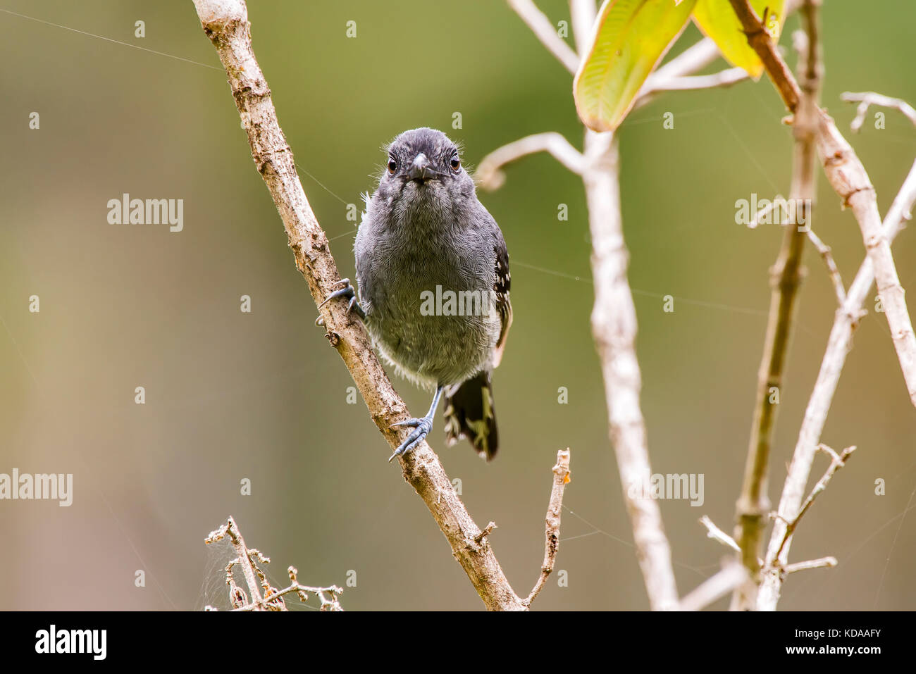 "Choca-da-mata (Thamnophilus caerulescens) fotografado em Afonso ...