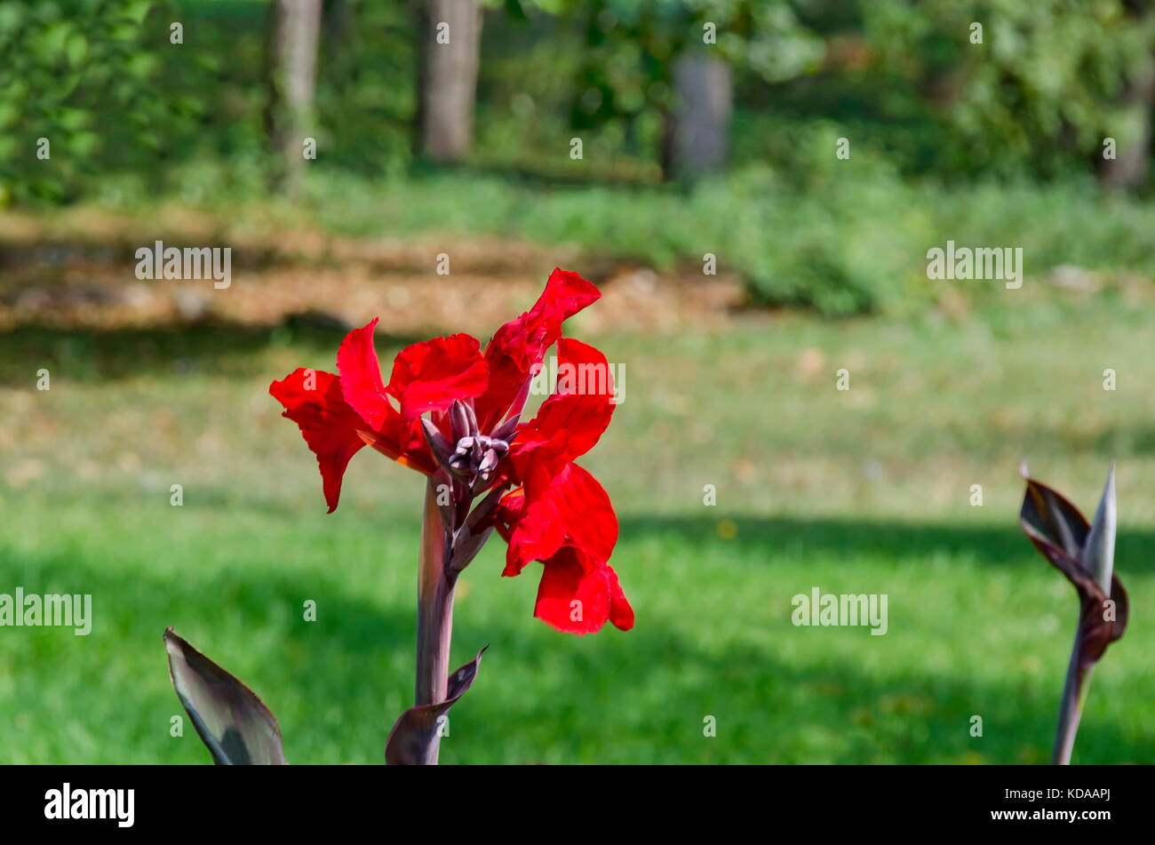 Bloom of Red canna flower in field, Sofia, Bulgaria Stock Photo - Alamy