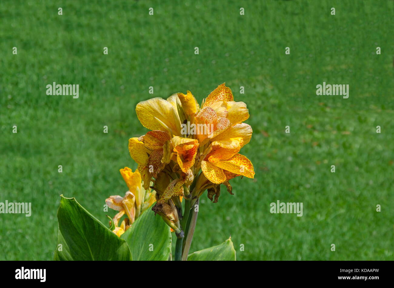 Canna Farm Canna Field High Resolution Stock Photography and Images - Alamy