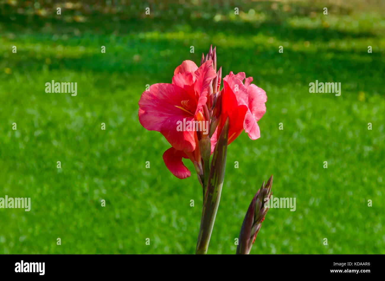 Bloom of pink canna flower in field, Sofia, Bulgaria Stock Photo - Alamy