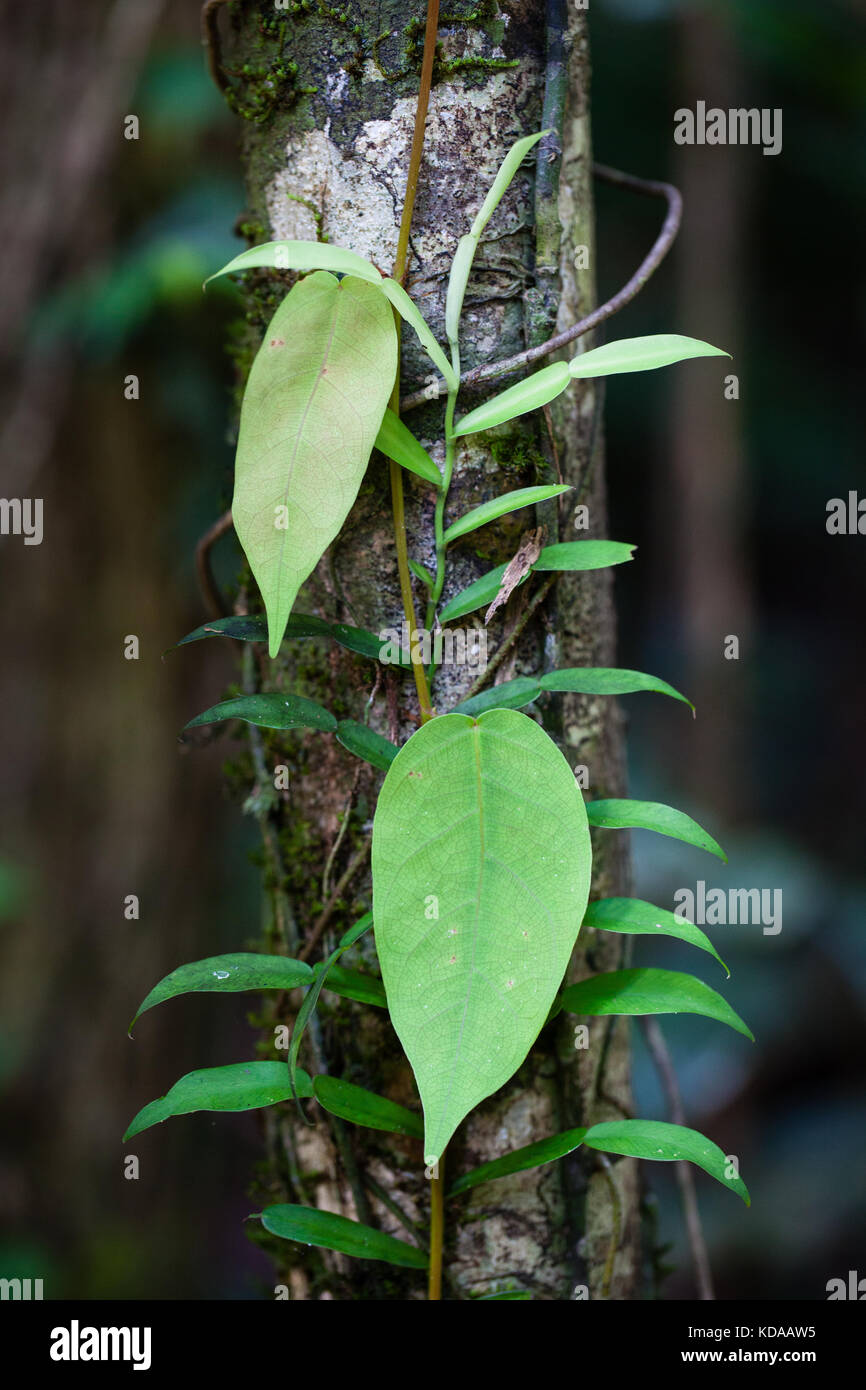 Vine growing on sapling. Jindalba Boardwalk. Daintree National Park ...