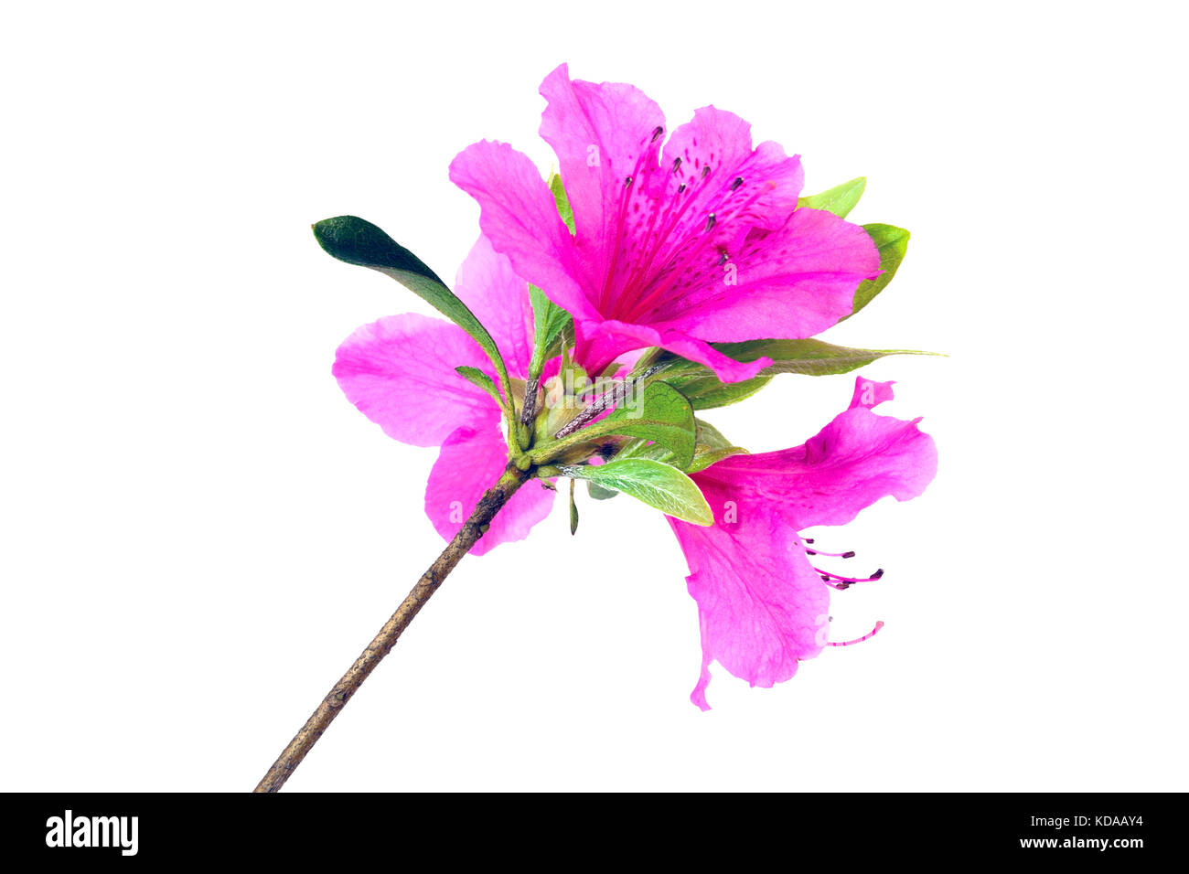 Azalea blossom hi-res stock photography and images - Alamy