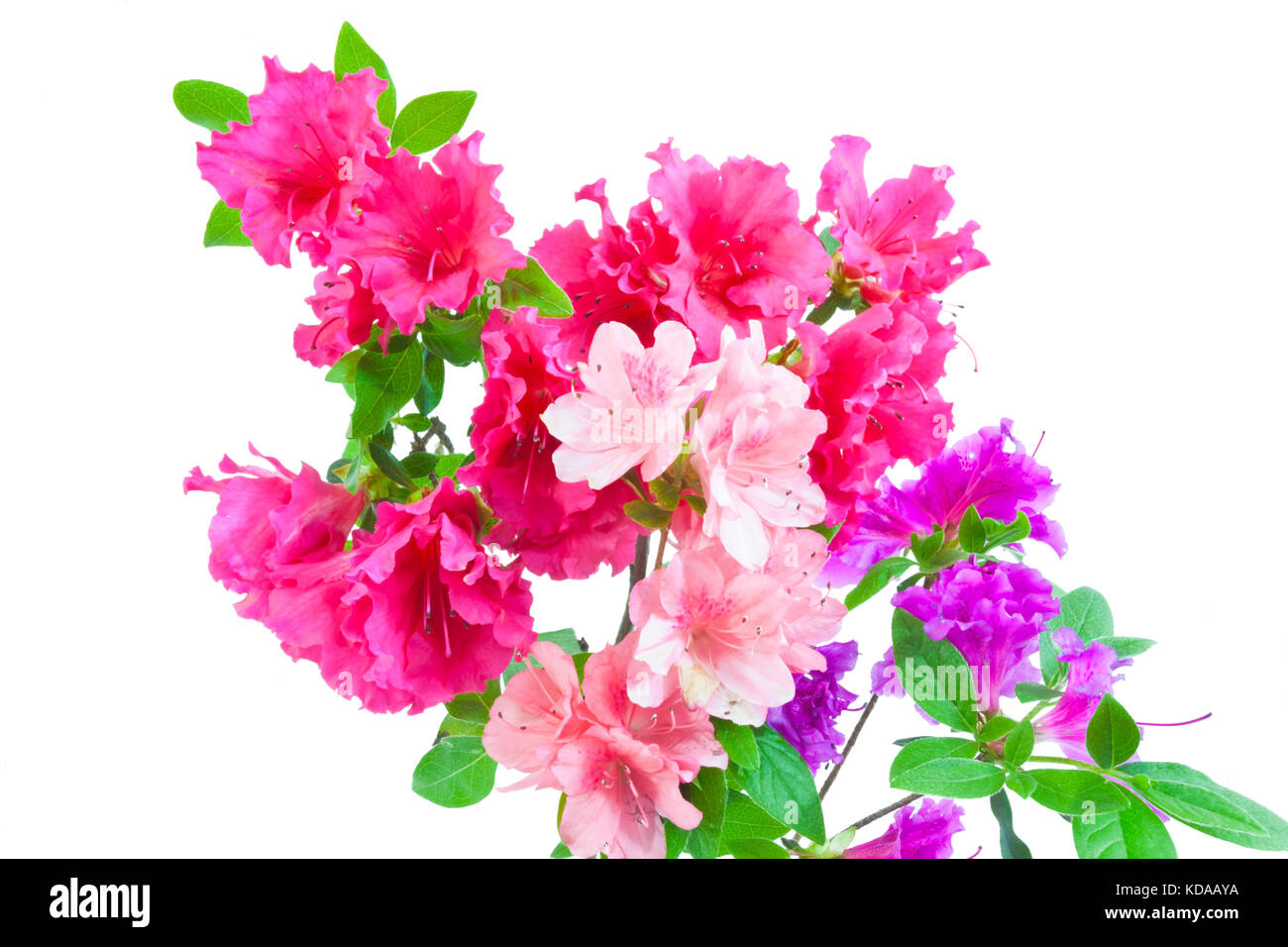 Azalea blossom hi-res stock photography and images - Alamy