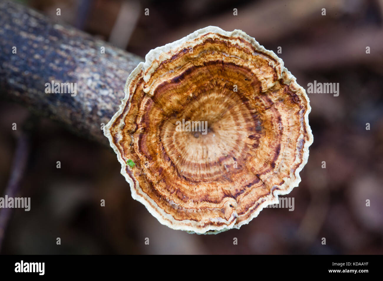 Yellow-footed Polypore (Microporus xanthopus). Jindalba Boardwalk ...