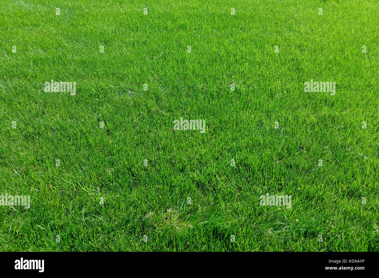 New grass background. Horizontal Stock Photo - Alamy
