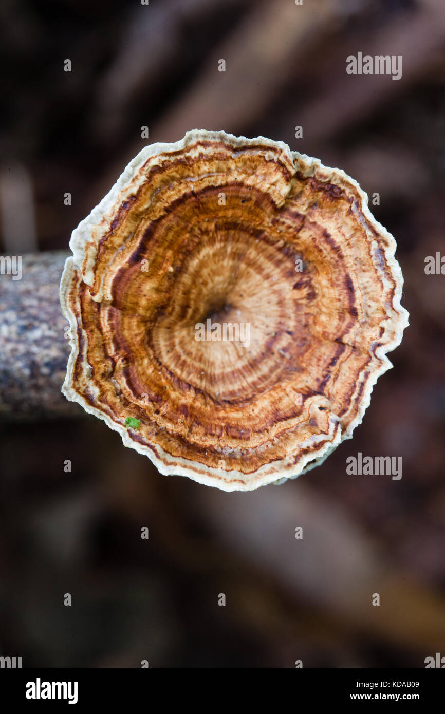 Yellow-footed Polypore (Microporus xanthopus). Jindalba Boardwalk ...