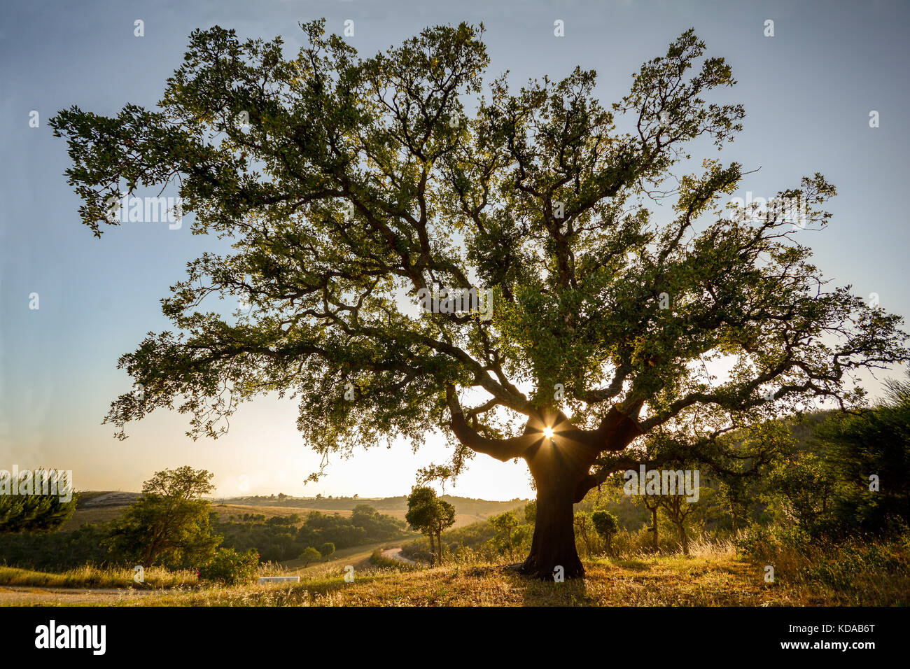évora portugal tree hi-res stock photography and images - Alamy