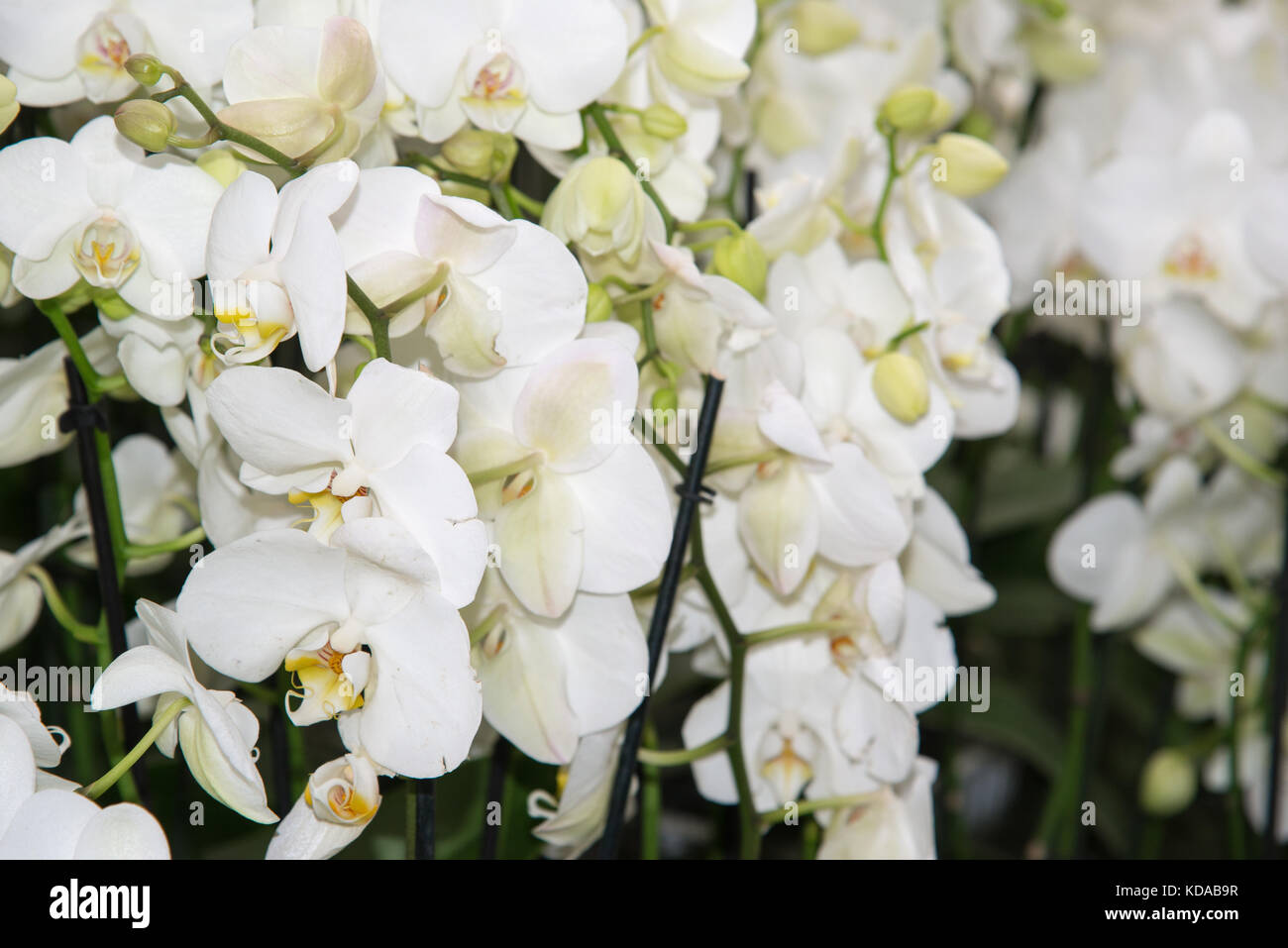 Beautiful white plant hi-res stock photography and images - Alamy