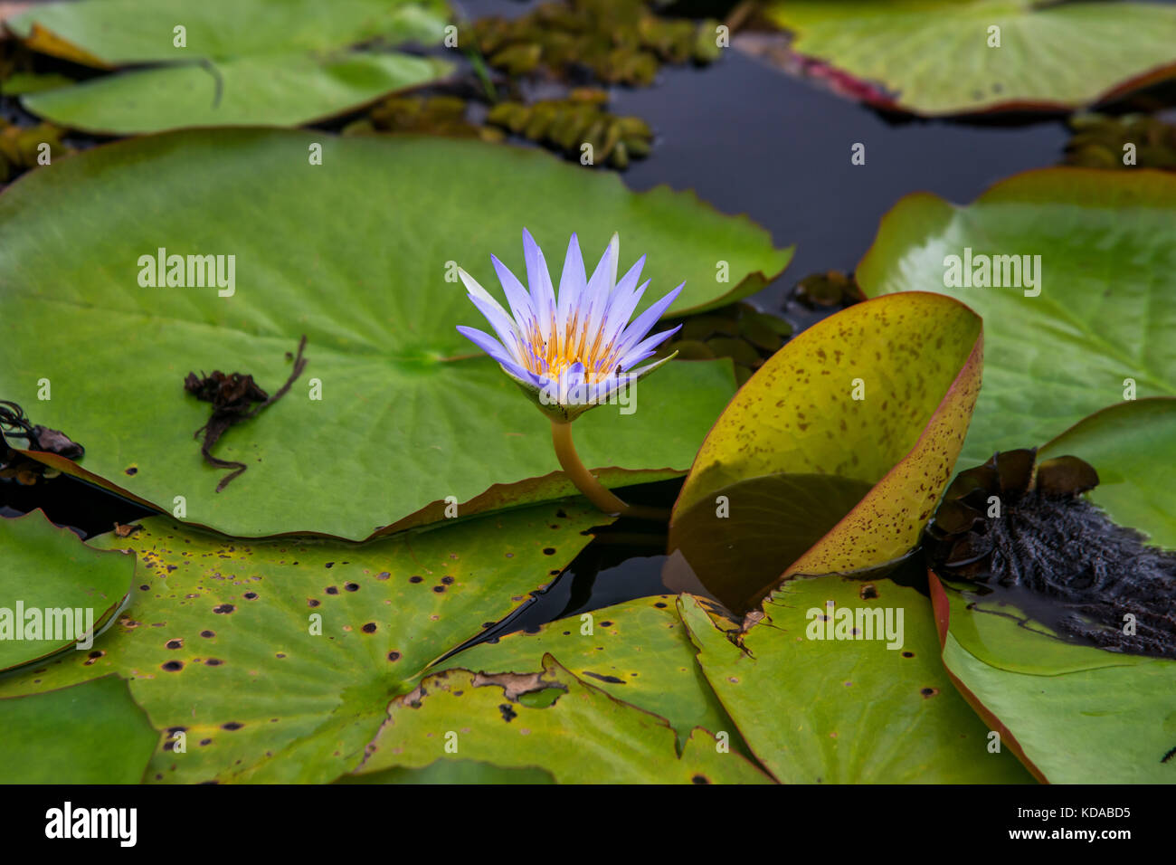 Flor de nymphaea caerulea hi-res stock photography and images - Alamy