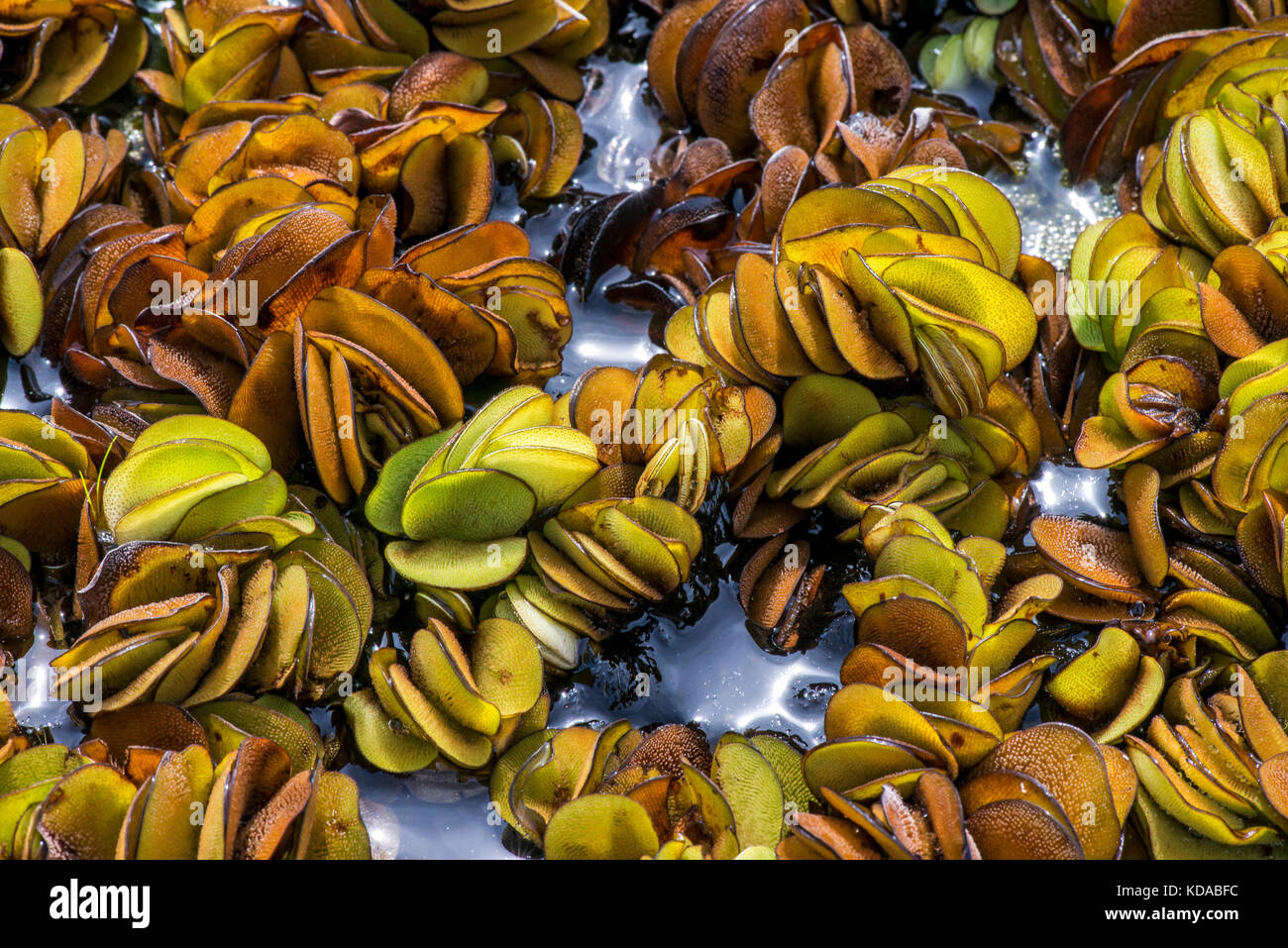 Salvinia sp hi-res stock photography and images - Alamy