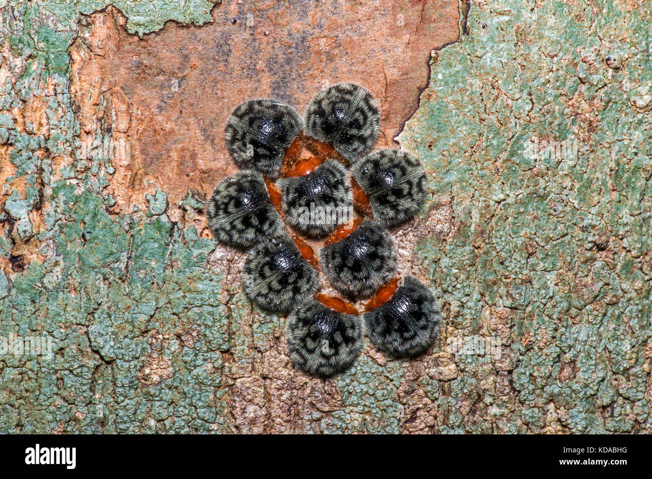 "Nilionidae sp. (Coleoptera) fotografado em Linhares, Espírito Santo ...