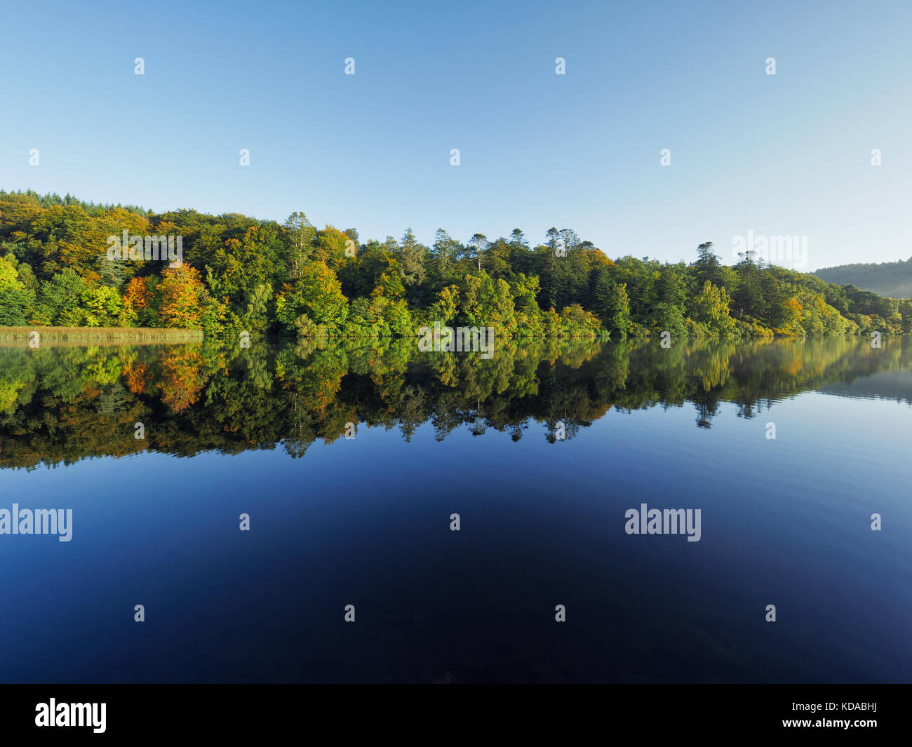 Early Autumn forest morning,Northern Ireland Stock Photo - Alamy