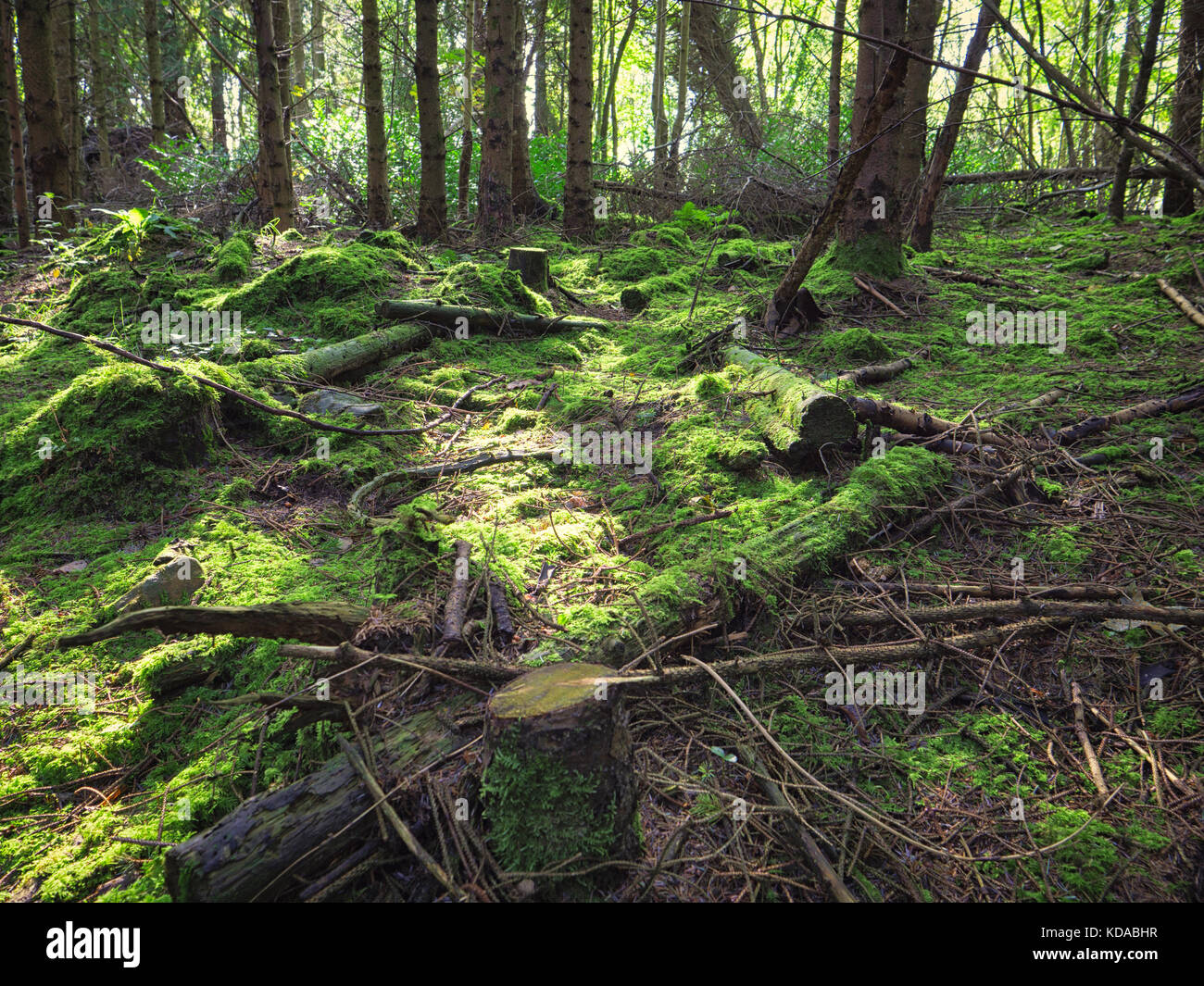 Early Autumn forest morning,Northern Ireland Stock Photo - Alamy