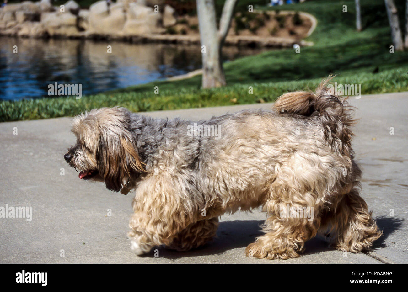 small dog outside California Side view profile © Myrleen Pearson Stock ...