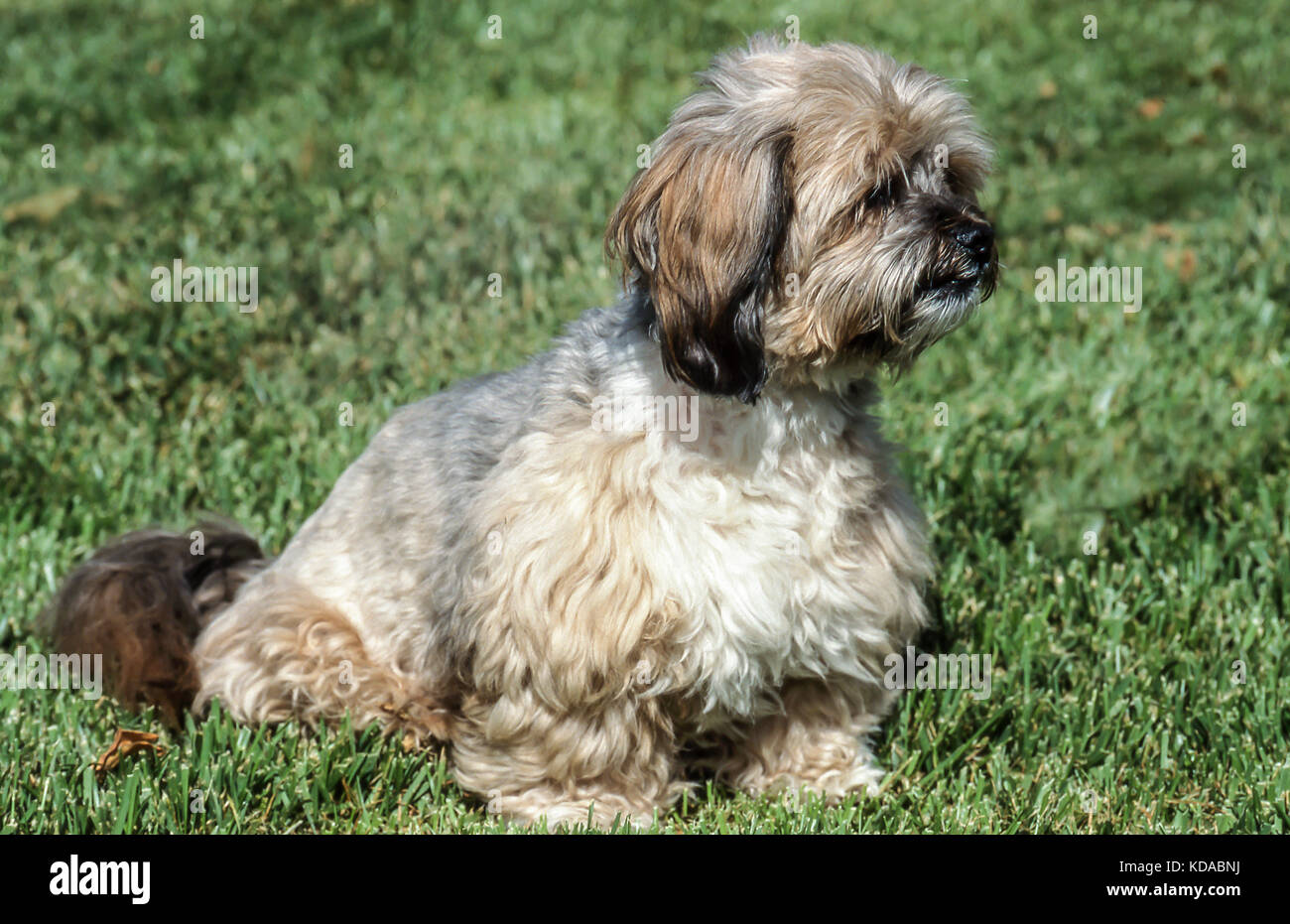 Side view shih tzu sitting hi-res stock photography and images - Alamy
