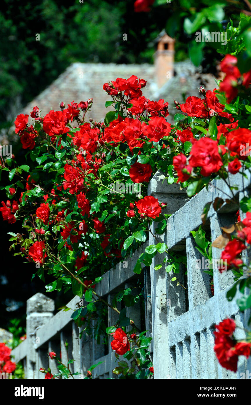 Red roses outside of house's garden, stone fence, and roof in ...