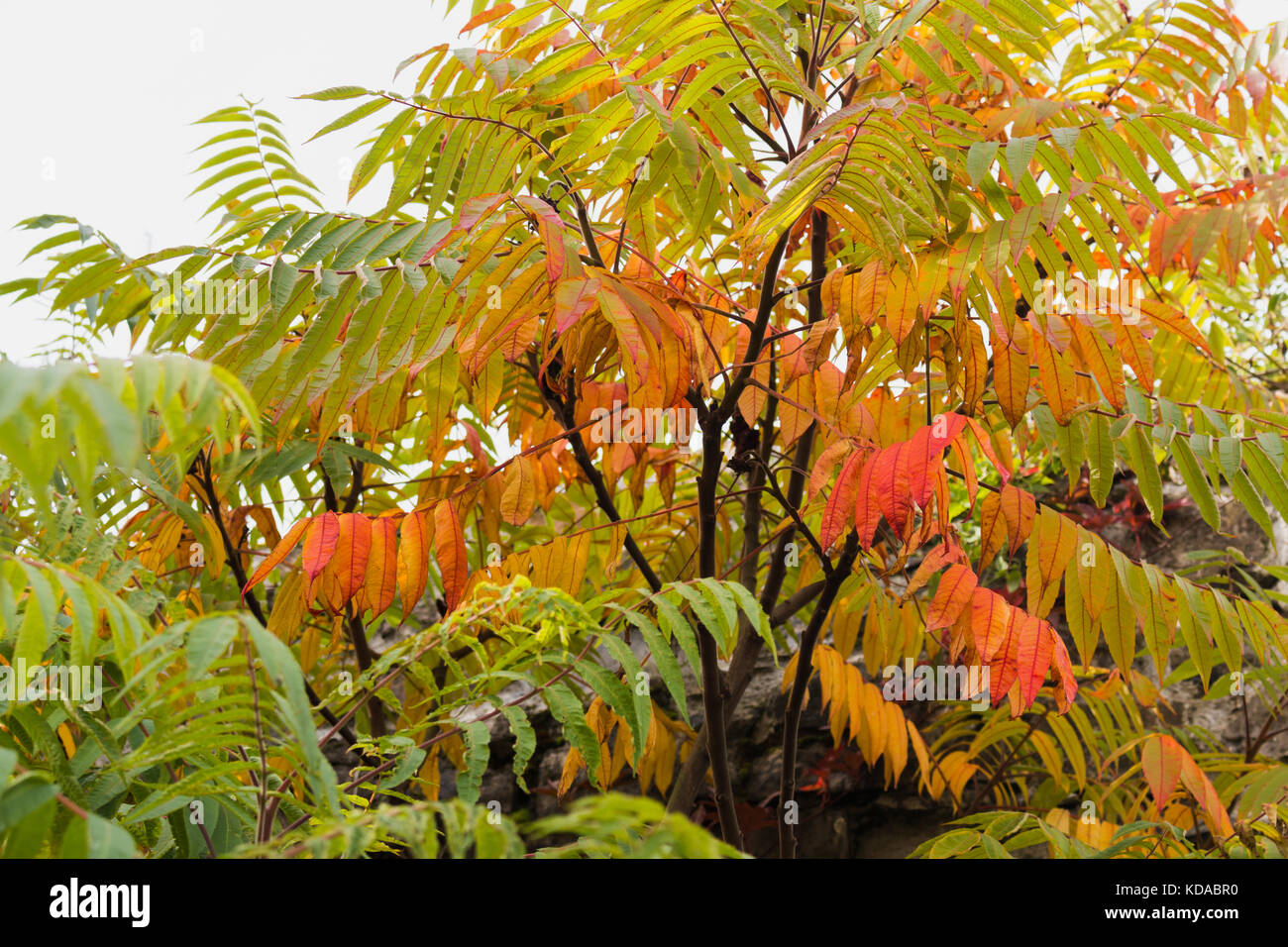 Sumac tree with colorful fall foliage as the seasons change from summer ...