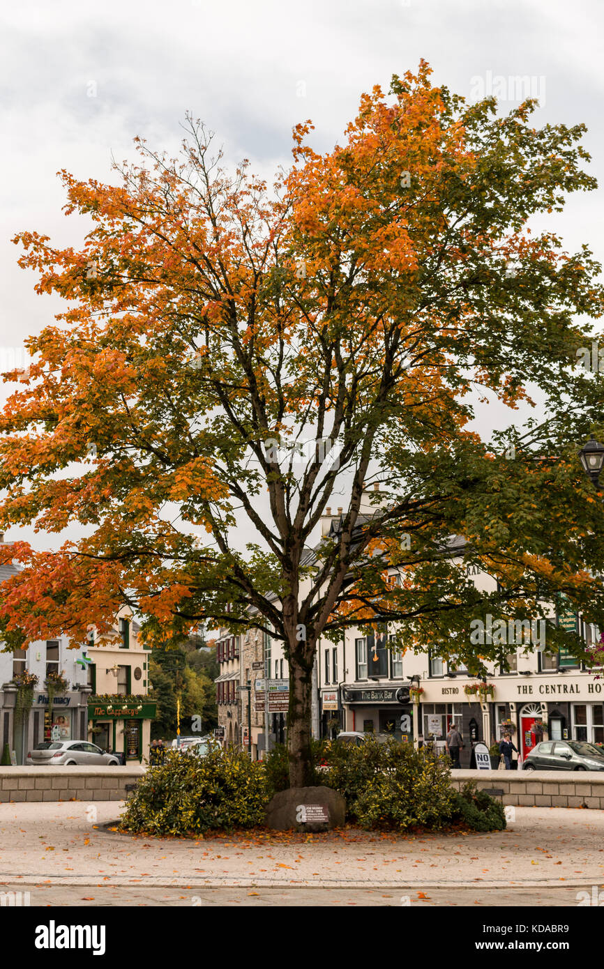 Tree with fall foliage in The Diamond, Donegal Town, Ireland Stock ...