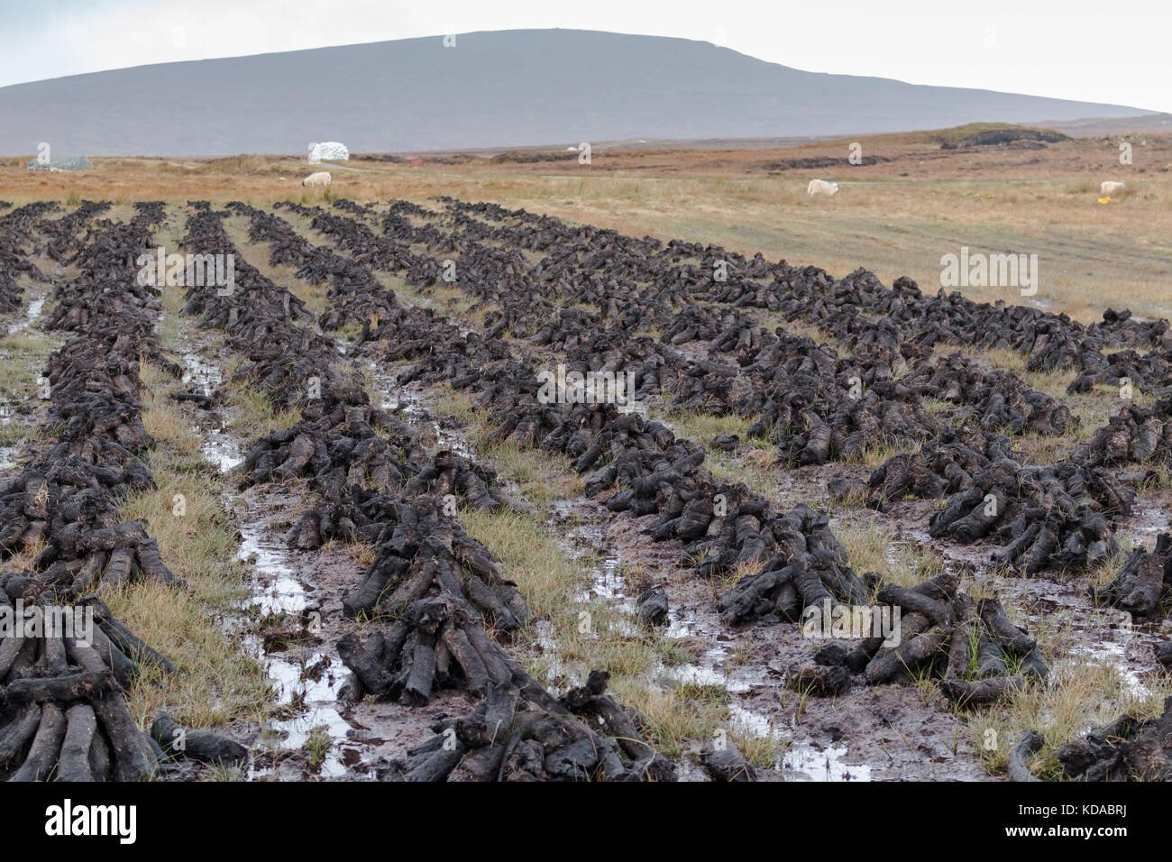 Rows of harvested and stacked peat drying in Donegal county, Ireland ...