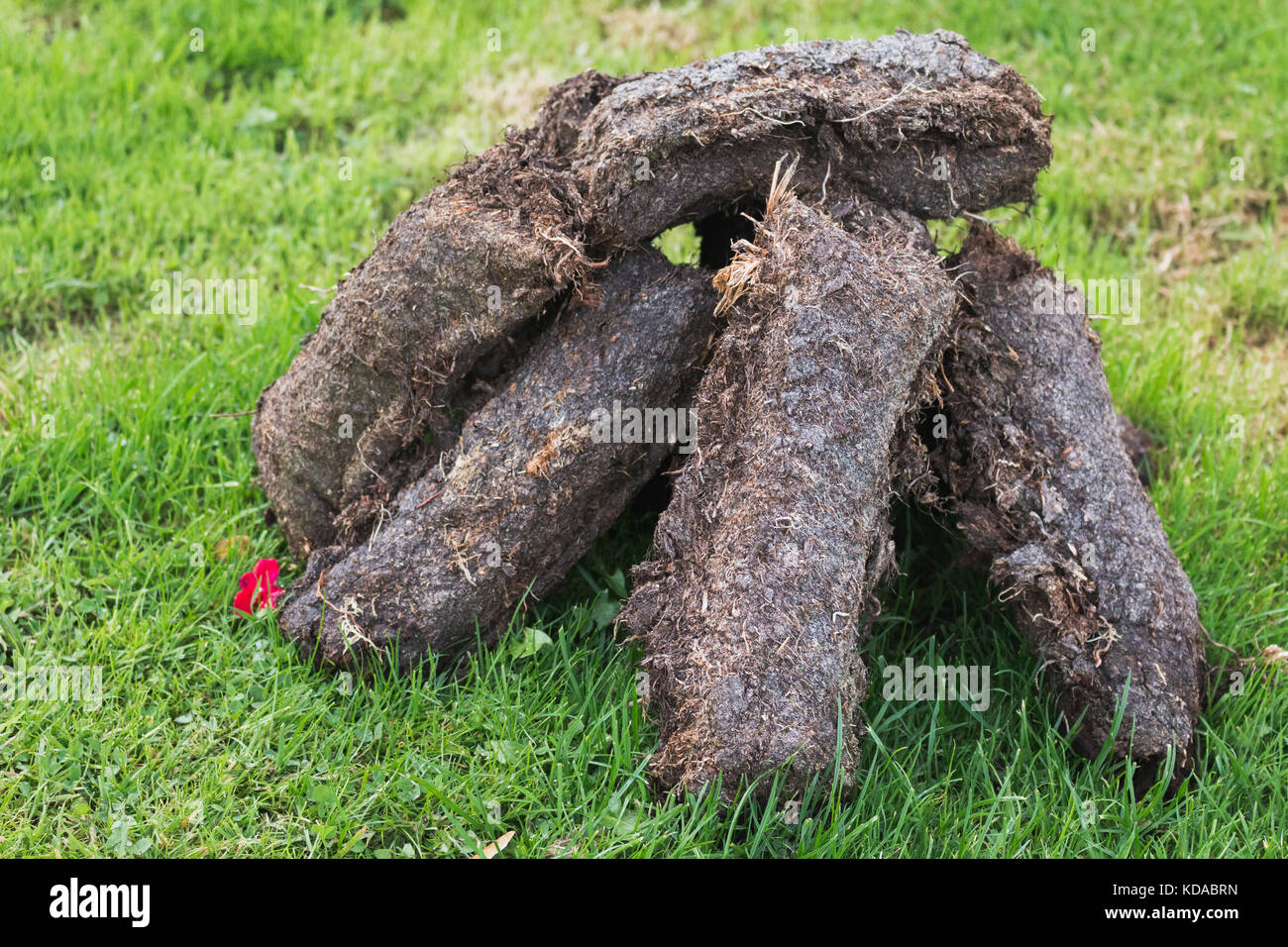 Small peat stack drying on field in Donegal county, Ireland. Close up ...