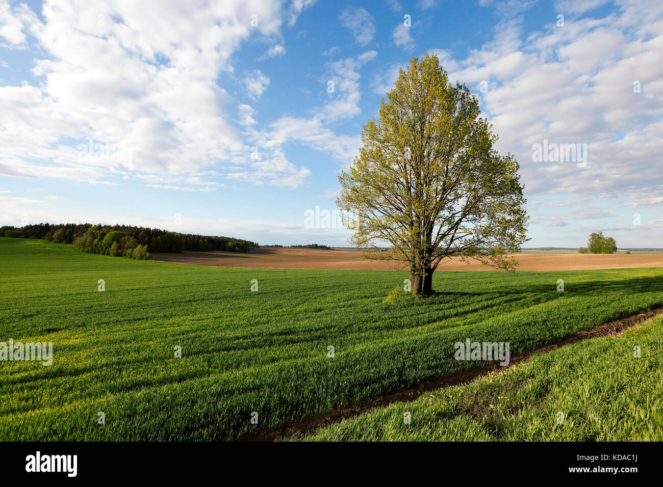 tree in the field Stock Photo - Alamy