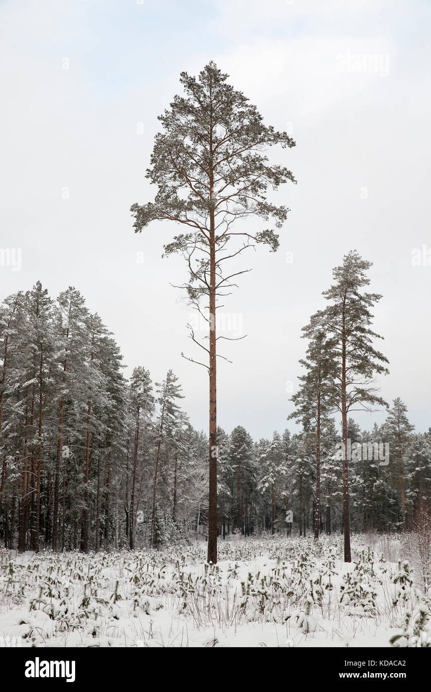 Winter time of the year, photo Stock Photo - Alamy